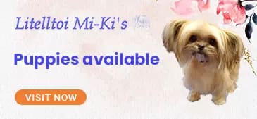 Puppies and Kittens for sale from Trusted Breeders | Pets4You