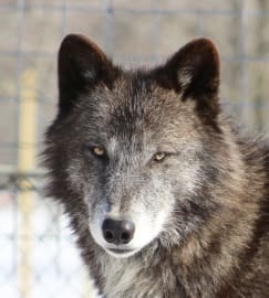 Wolfdog Puppies for Sale & Breeders Near Me | Pets4You