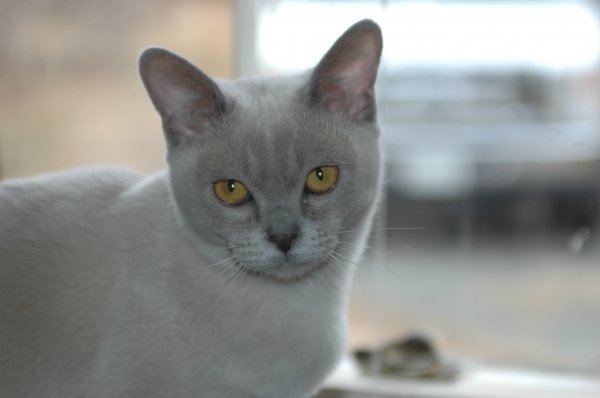 Burmese Kittens for Sale & Breeders Near Me | Pets4You