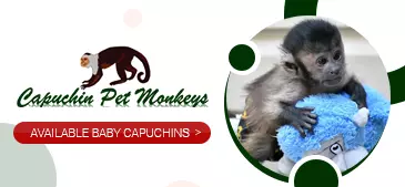 Find a Puppy or Kitten from a Trusted Breeder | Pets4You