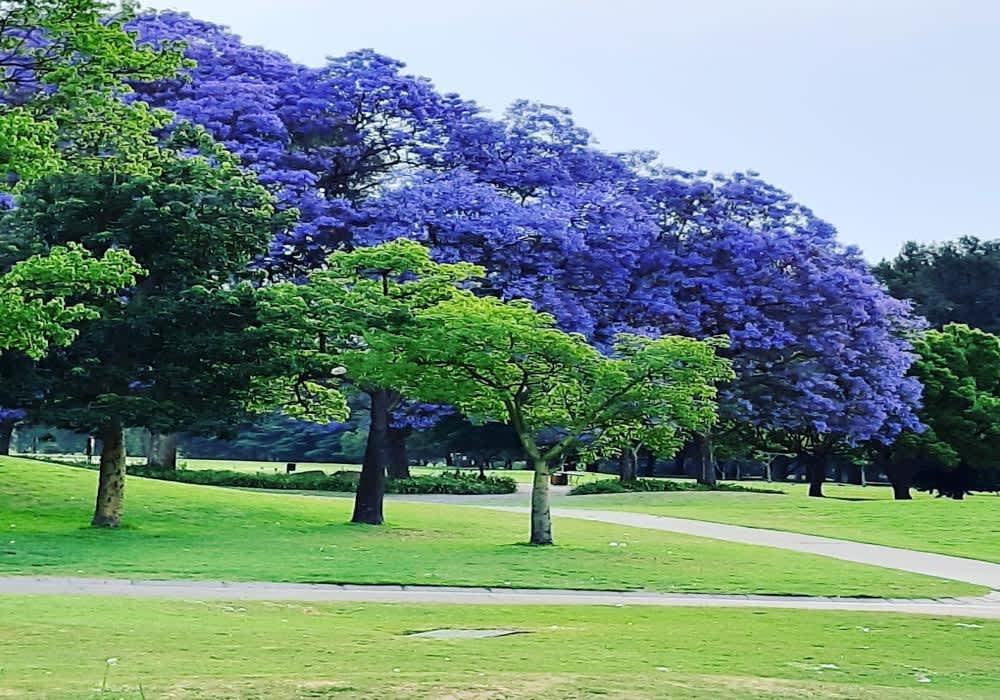 3 Day VIP JHB Golf Tour for 4! Stay at the Luxurious Southern Sun ...