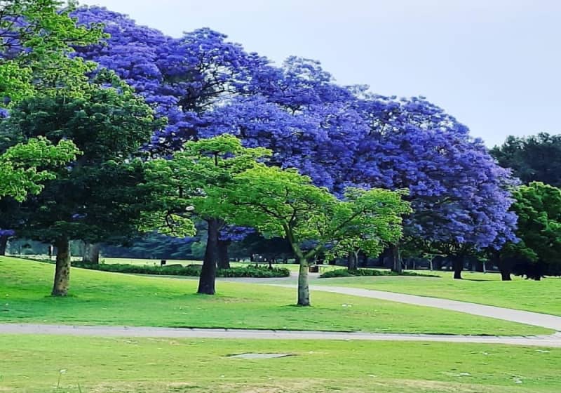 3 Day VIP JHB Golf Tour for 4! Stay at the Luxurious Southern Sun ...