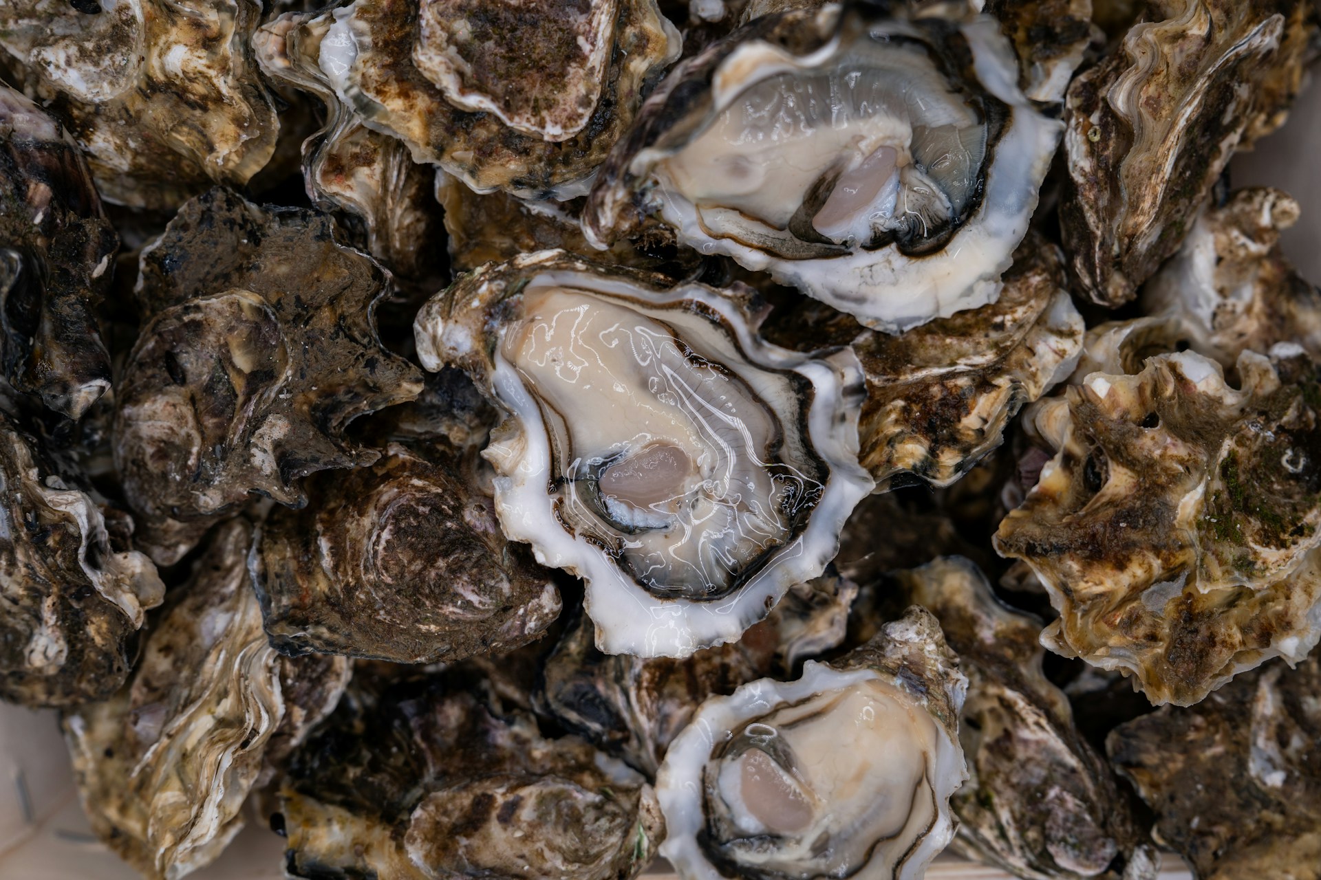 Het gaat niet goed met de Europese oester – MO*