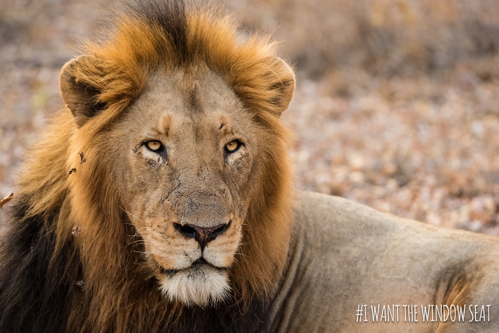 Laravel Homestead on Windows 10 with Bash On Ubuntu - TalvBansal.me