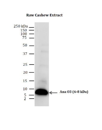 Anti-Ana O3 polyclonal antibody (Affinity Purified, Sheep) | Polyclonal ...