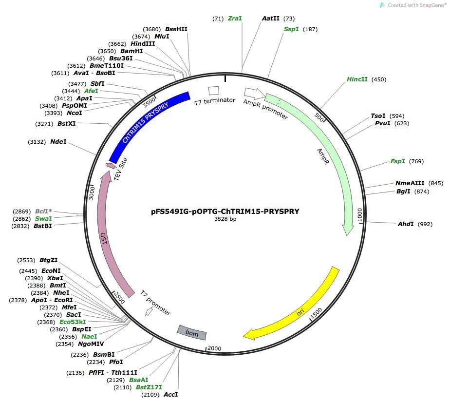 Chicken IgY precipitating protein Vector | Vectors - Ximbio