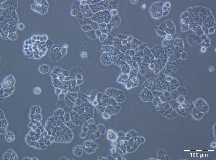 A2780 PTX(64) resistant cell line | Cell Lines - Ximbio