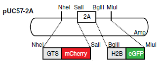 pUC57-2A vector | Vectors - Ximbio