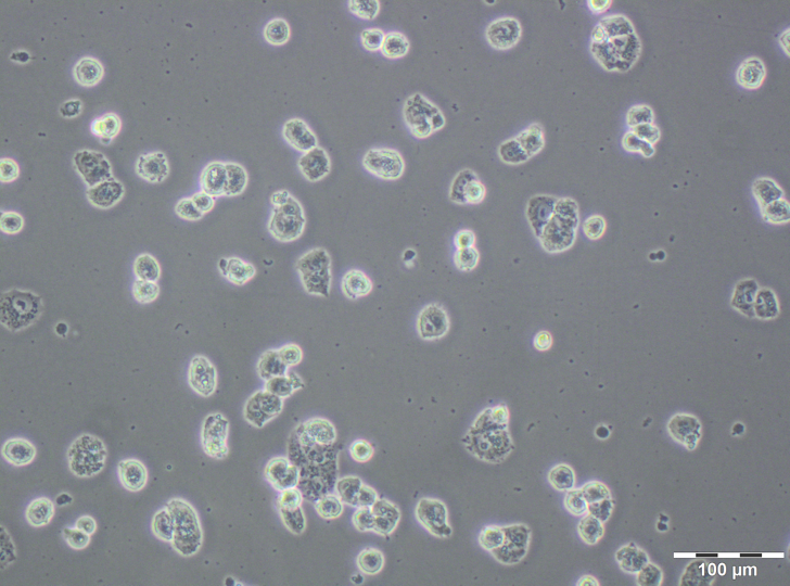 A2780 PTX(16) resistant cell line | Cell Lines - Ximbio