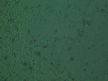 KPC Cell Line (C57/BL6 genetic background) | Cell Lines - Ximbio