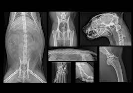 How to interpret cat X-rays: 3 Essential Methods