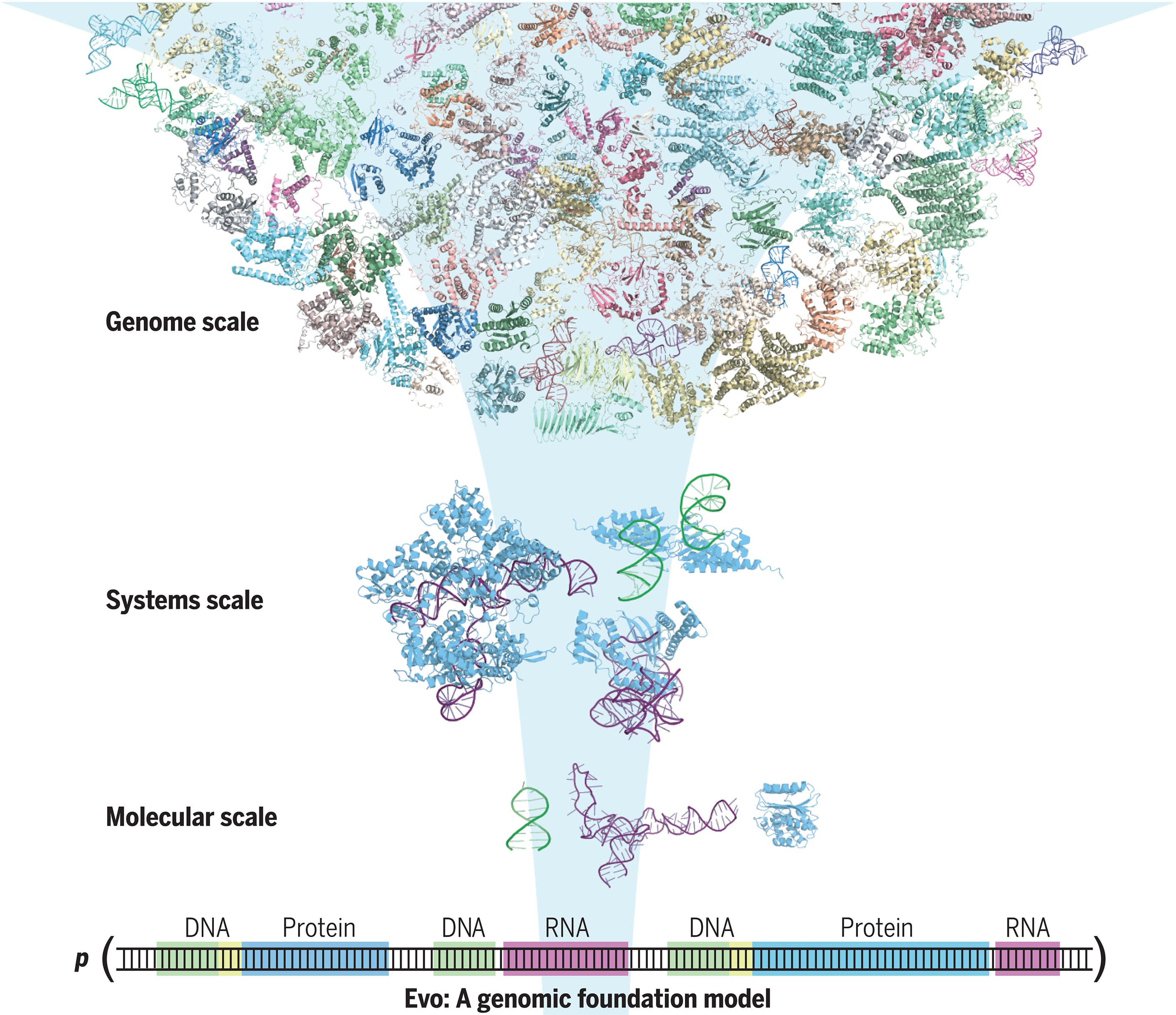 Evo: AI Model Interprets and Generates Genetic Sequences with Precision