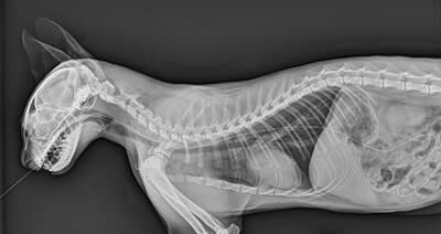 AI-Powered Insights: How X-ray Interpreter Transforms Pet X-ray Analysis