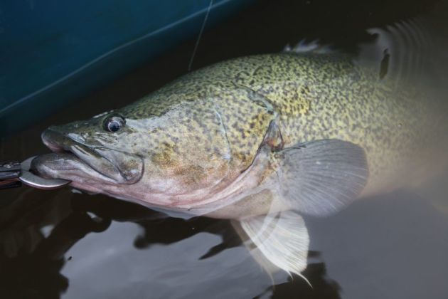 Breeding cod receive extra boost in Lower-Darling - Fishing World