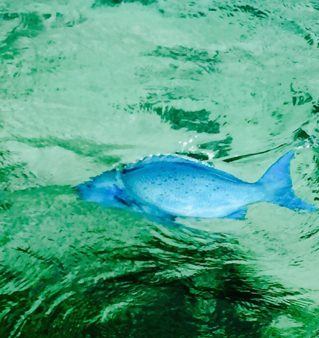 Monster bluefish in paradise - Fishing World