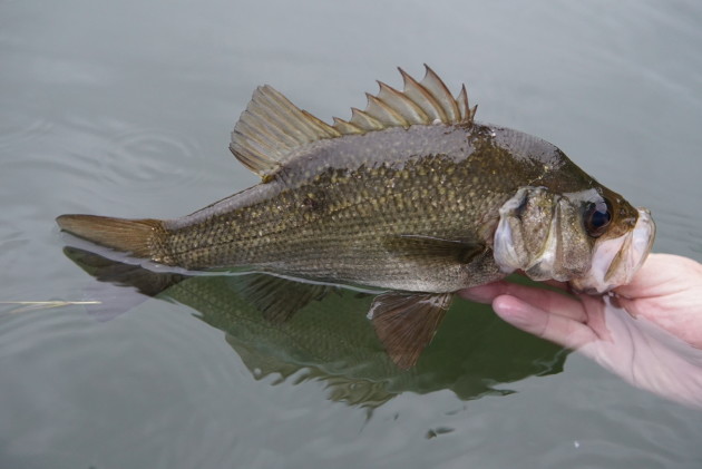 Fish Facts: Estuary perch - Fishing World
