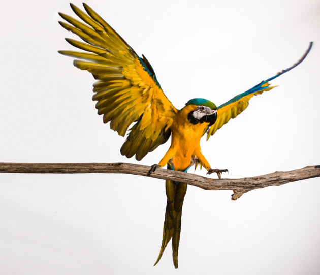 Who won our July 'Pets' photo comp? - Australian Photography