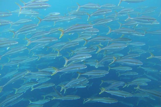 Kingfish of Victoria - Fishing World