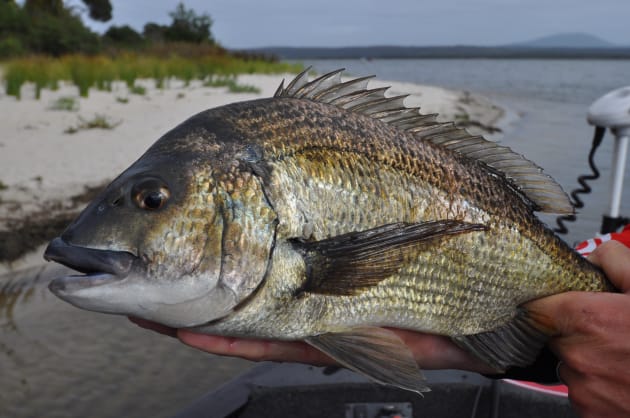 Tactics for black bream - Fishing World