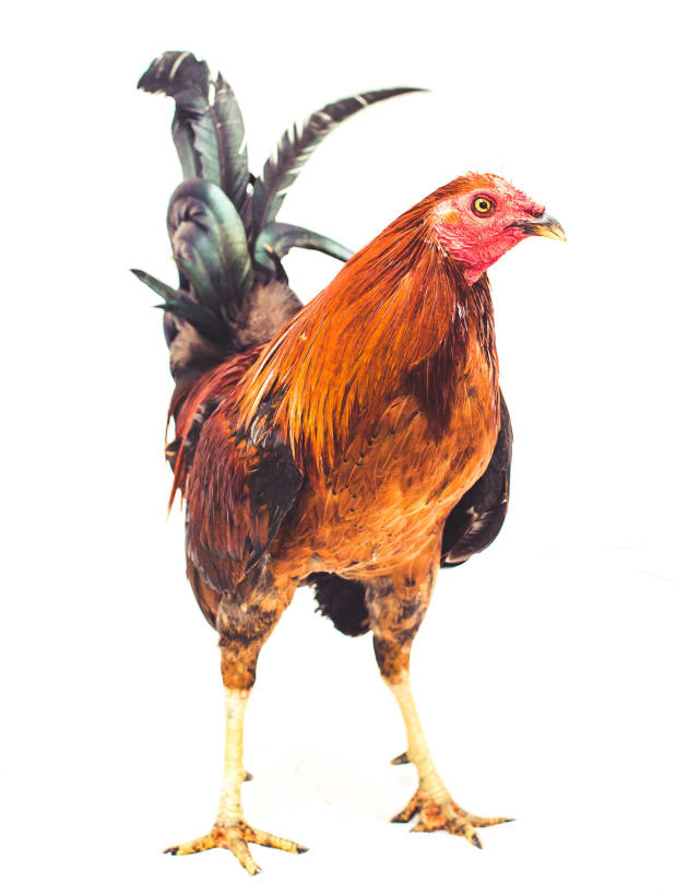 Behind the lens: Roosters of the Philippines - Australian Photography