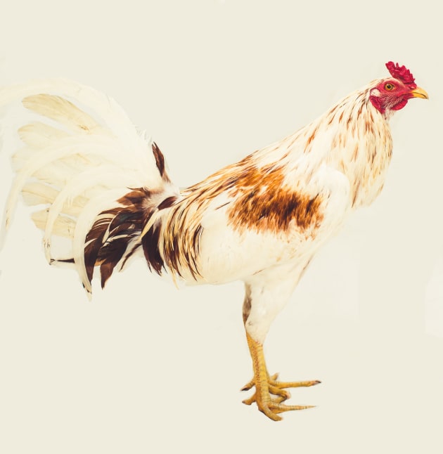Behind the lens: Roosters of the Philippines - Australian Photography