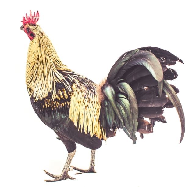 Behind the lens: Roosters of the Philippines - Australian Photography