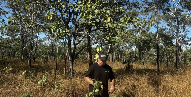 Creative Native backs Indigenous Kakadu Plum harvest - Food & Drink ...