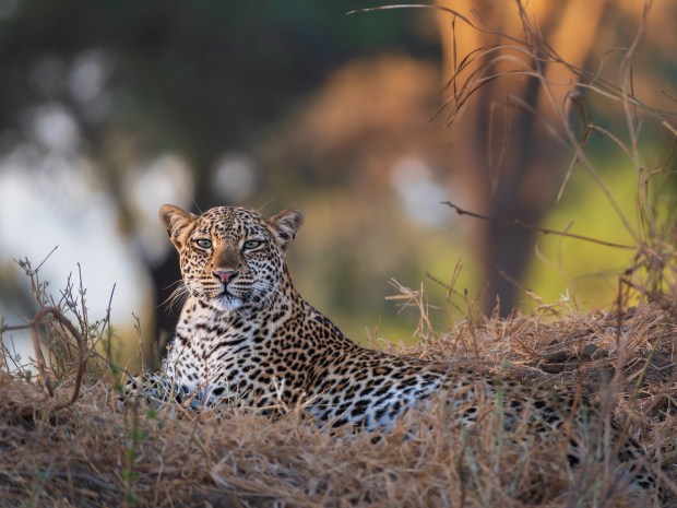 Leopards of Lower Zambezi - Australian Photography