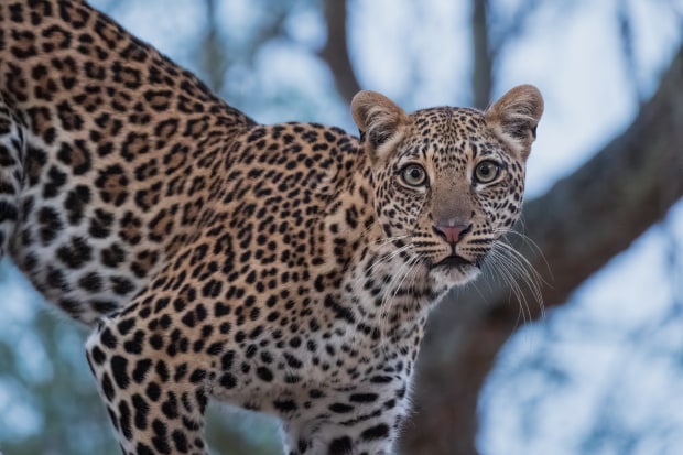 Leopards of Lower Zambezi - Australian Photography