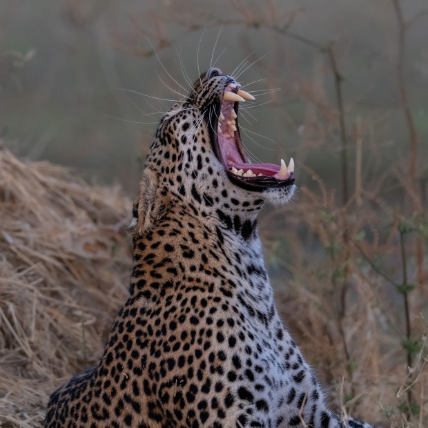 Leopards of Lower Zambezi - Australian Photography