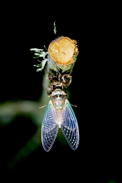 Cicada Emerging - Australian Photography