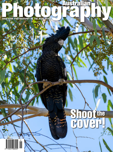 Yellow tailed black cockatoo - Australian Photography