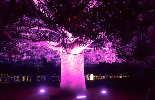 Vivid tree - Australian Photography