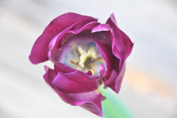Tulip Tip - Australian Photography