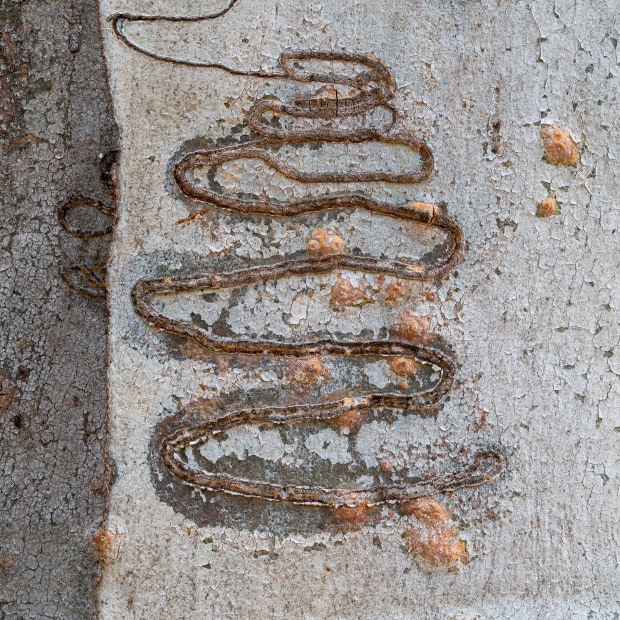 Scribbly-gum tree bark - Australian Photography