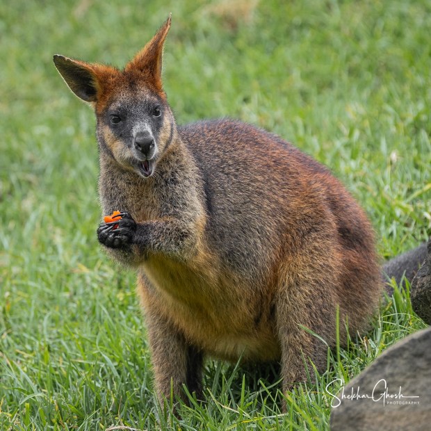 Smiling Kangaroo Australian Photography