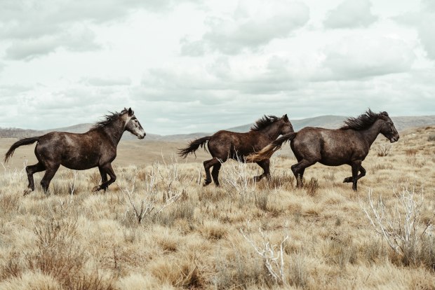 Wild Brumbies - Capture magazine