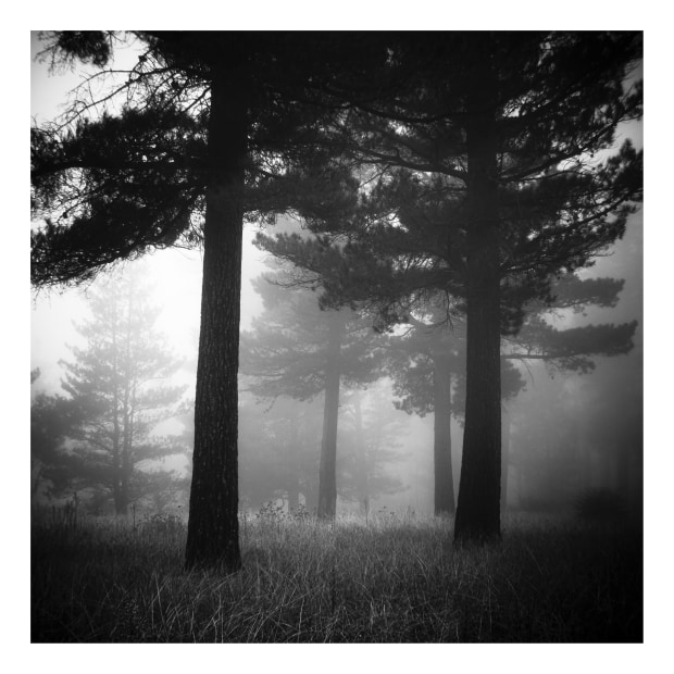 Pine Forest in Mist, Armidale - The Mono Awards