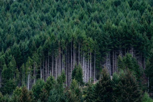 Smiling Forest - Australian Photography