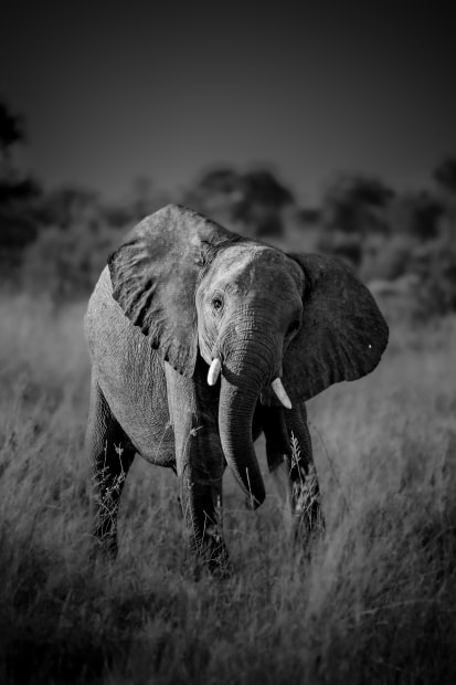 Portrait of the Wild - Australian Photography
