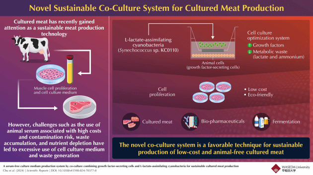 Cultured meat research leaps forward - Food & Drink Business