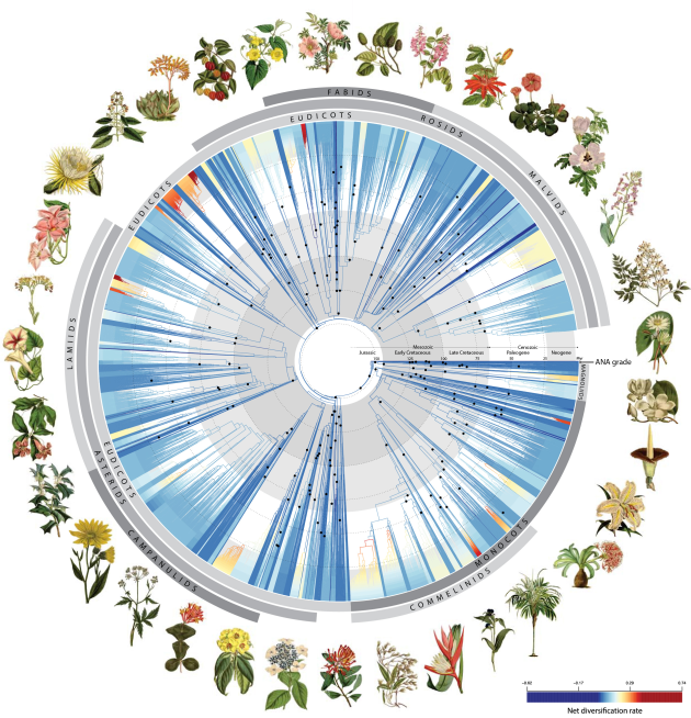 Tree of life: the most comprehensive ever! - Australian Wood Review