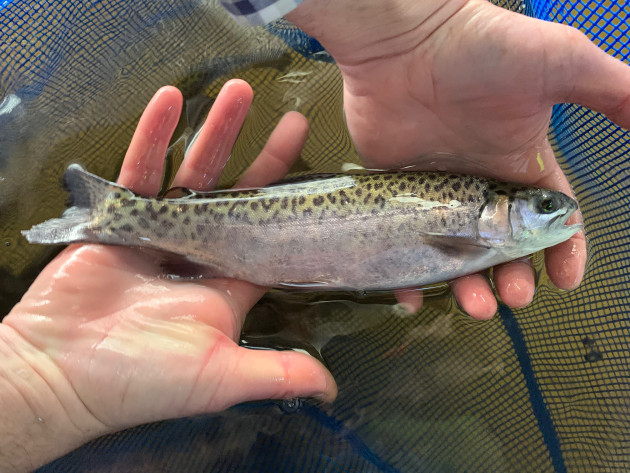 Cheetah trout stocked onto Victorian waterway - Fishing World