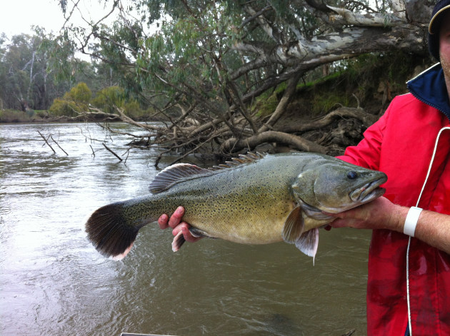 Do you find it hard to tell trout cod and Murray cod apart? - Fishing World