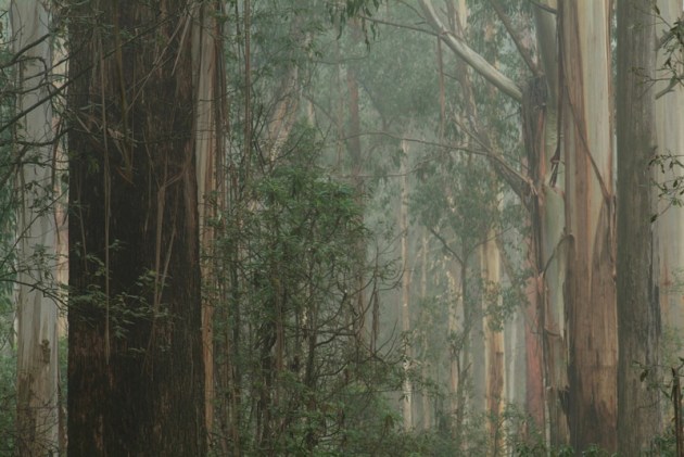 Mountain Ash Forest: Paper or Possum - Australian Wood Review