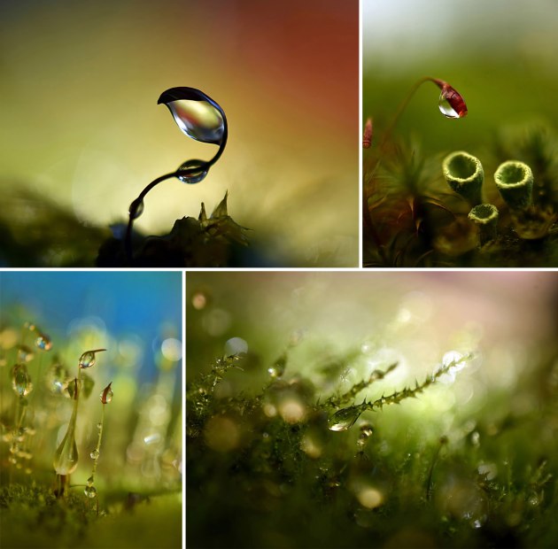 ANIMAL & NATURE 2023: TOP 20 - Photographer of the Year