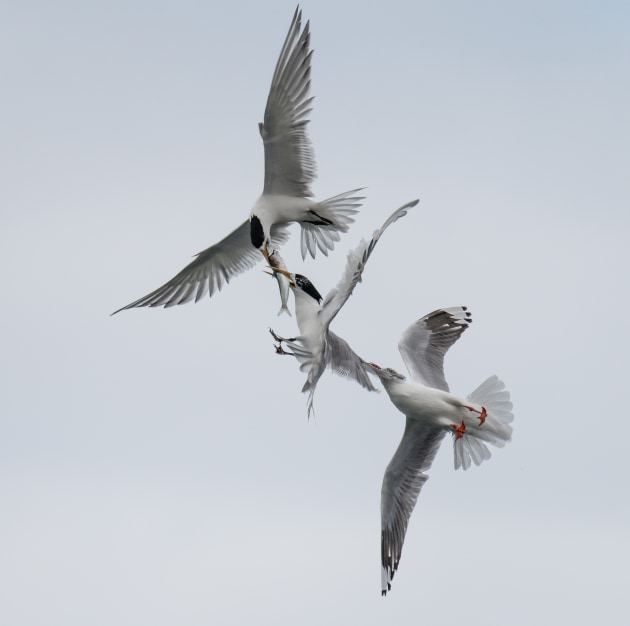 SINGLE SHOT 2023: TOP 20 - Australian Photography
