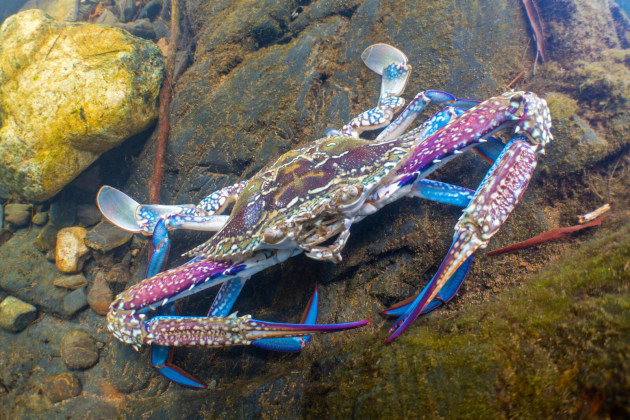 Species Guide: Crabs - Fishing World