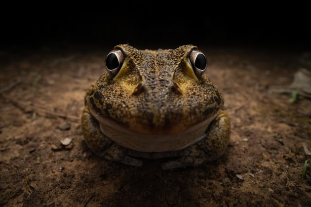 Comedy Wildlife Awards 2024 share nature's funny moments - Australian ...