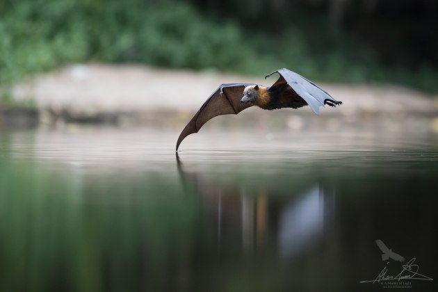 Behind the lens: How I captured diving flying foxes during Sydney's ...